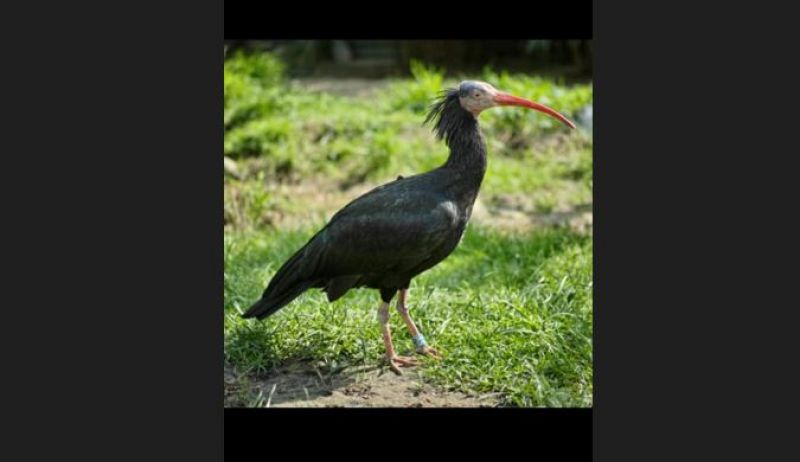 RIJETKE PTICE VOLE MORINJSKI ZALJEV / Ćelavi ibis, ptica koja je u ...